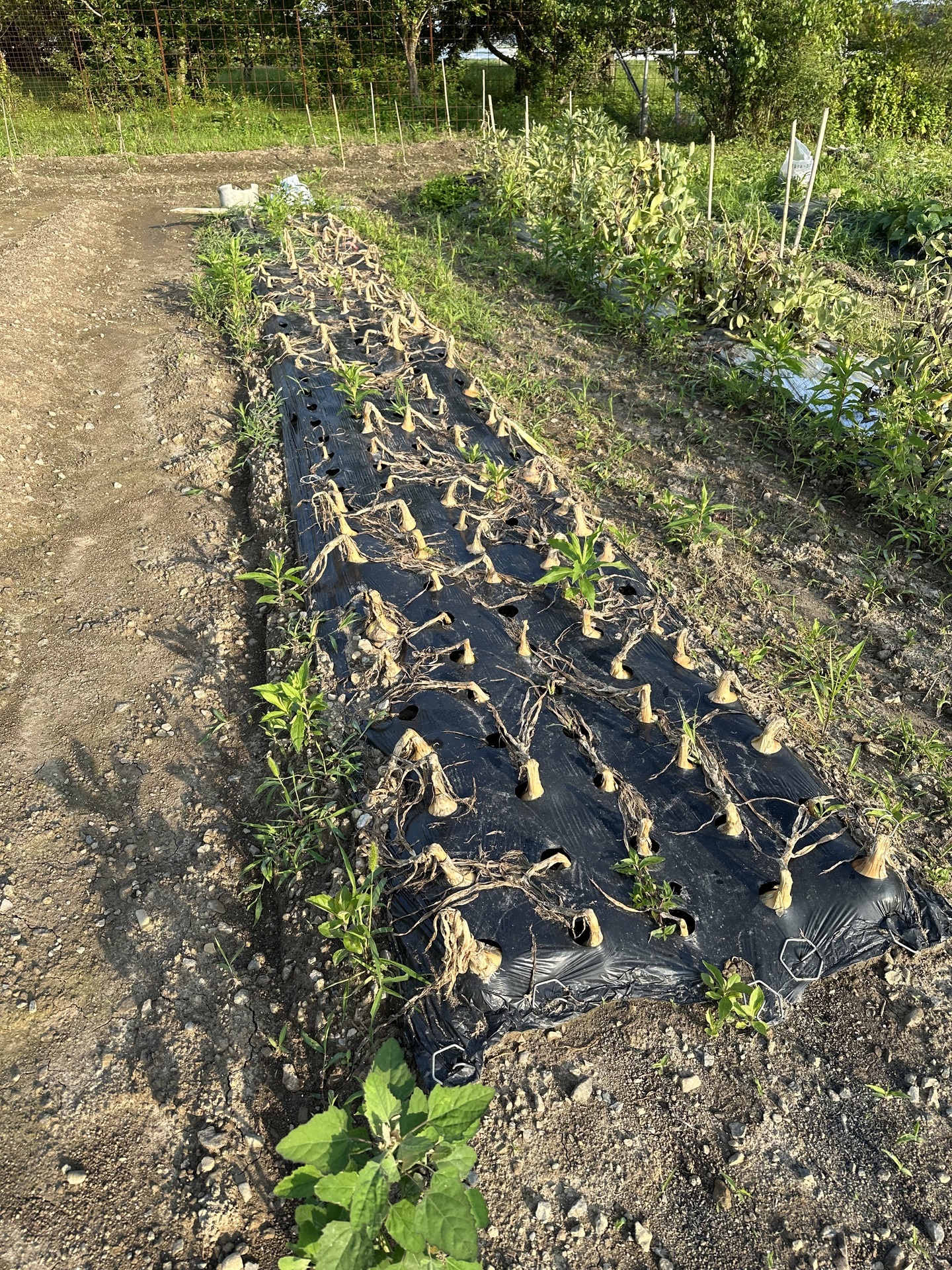 玉ねぎの葉: 赤いおっさんのクロモグ