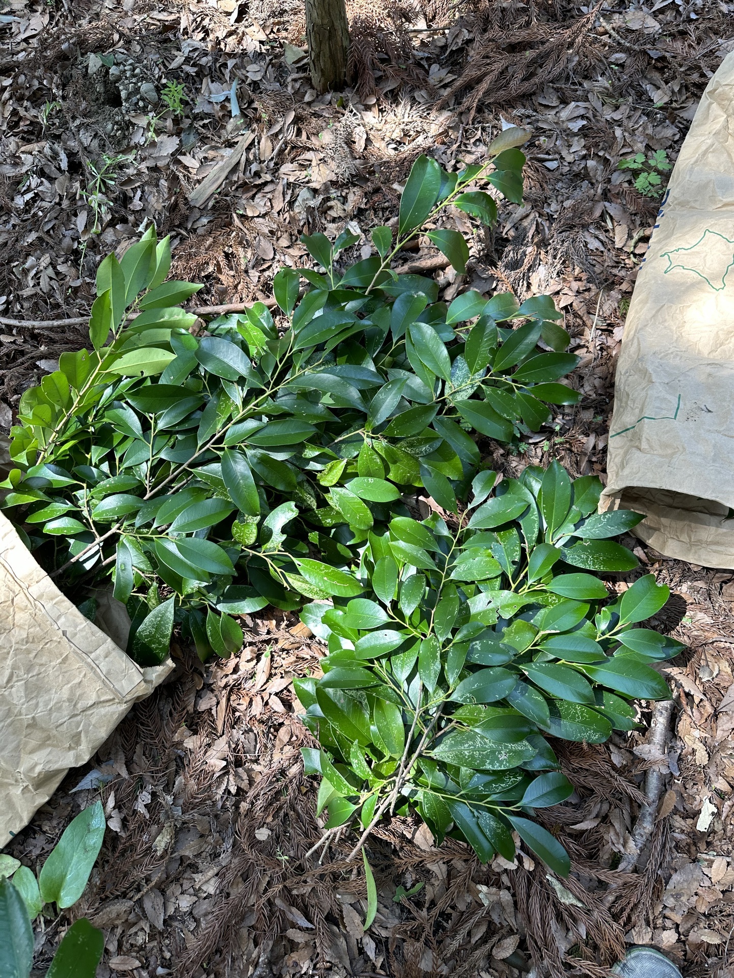 榊の準備: 赤いおっさんのクロモグ